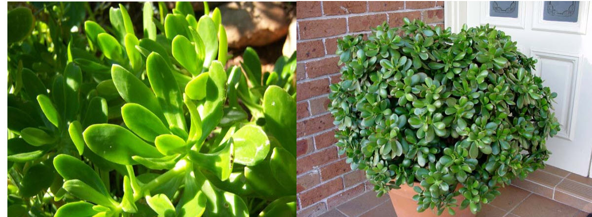 Congona Propiedades y beneficios para la salud