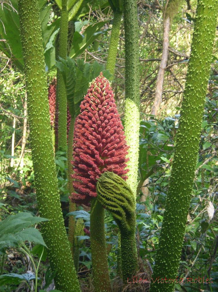 Nalca Propiedades Beneficios Usos y Contraindicaciones