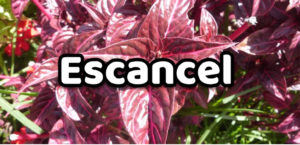 Escancel Propiedades Beneficios Usos y Contraindicaciones