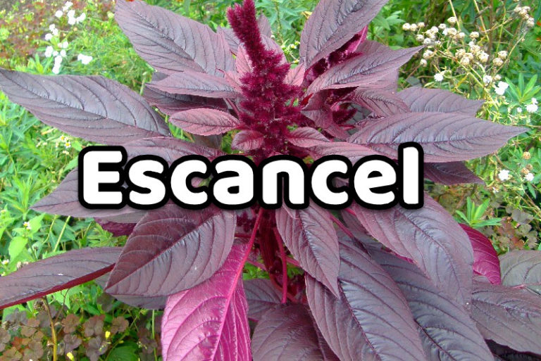 Escancel Propiedades Beneficios Usos y Contraindicaciones