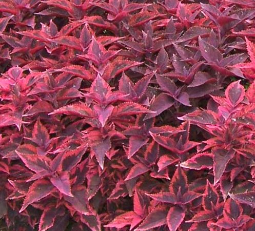 Escancel Propiedades Beneficios Usos y Contraindicaciones