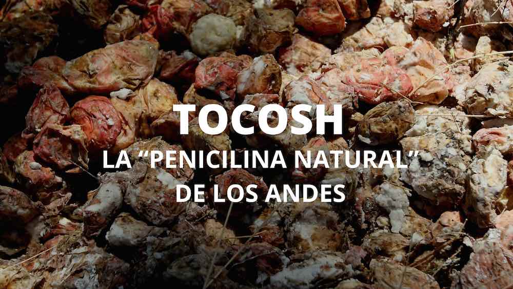 Tocosh Propiedades Beneficios Usos y Contraindicaciones