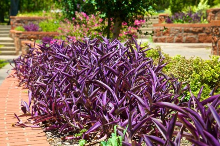 Maguey Morado Propiedades Beneficios Usos y Contraindicaciones