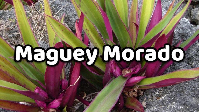 Maguey Morado Propiedades Beneficios Usos y Contraindicaciones